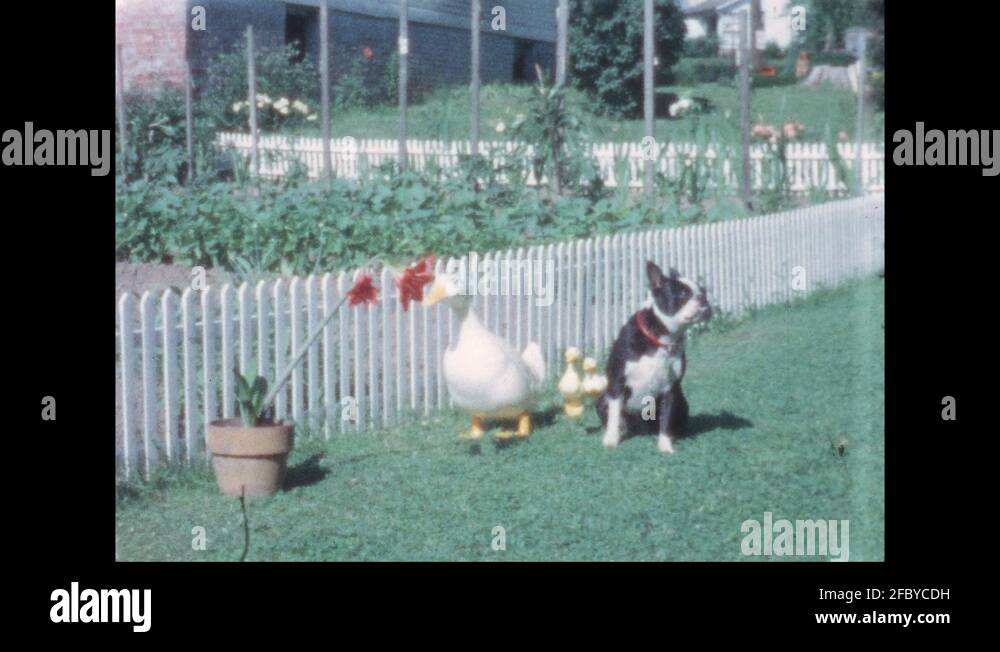 Duck circus Stock Videos & Footage - HD and 4K Video Clips - Alamy