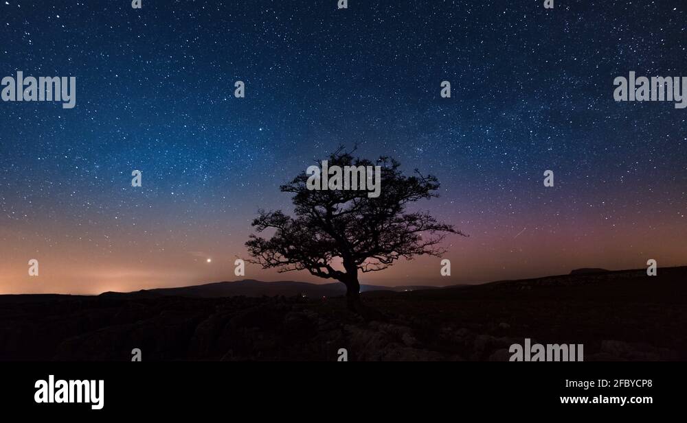 Hawthorn tree silhouette Stock Videos & Footage - HD and 4K Video Clips ...