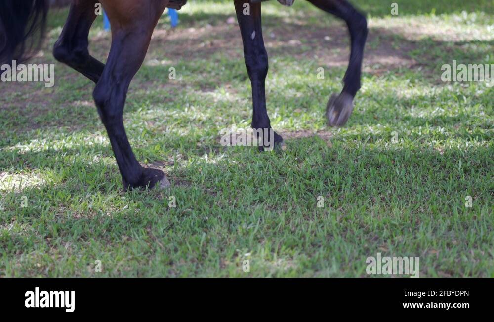 Mammal dancing Stock Videos & Footage - HD and 4K Video Clips - Alamy