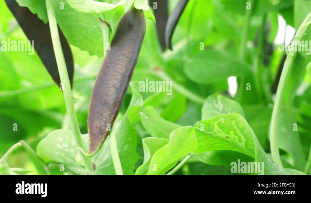 Peas In A Pod Stock Videos And Footage Hd And 4k Video Clips Alamy