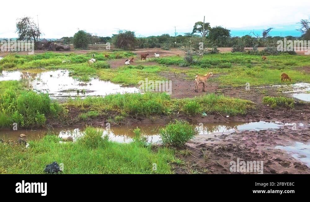 Flying goats Stock Videos & Footage - HD and 4K Video Clips - Alamy