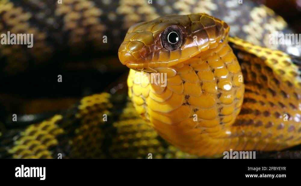 Yellow-bellied Puffing Snake (Spilotes sulphureus Stock Video Footage ...