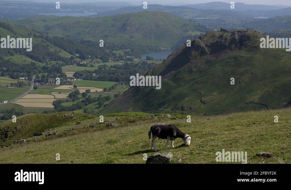 Uk hill farming Stock Videos & Footage - HD and 4K Video Clips - Alamy