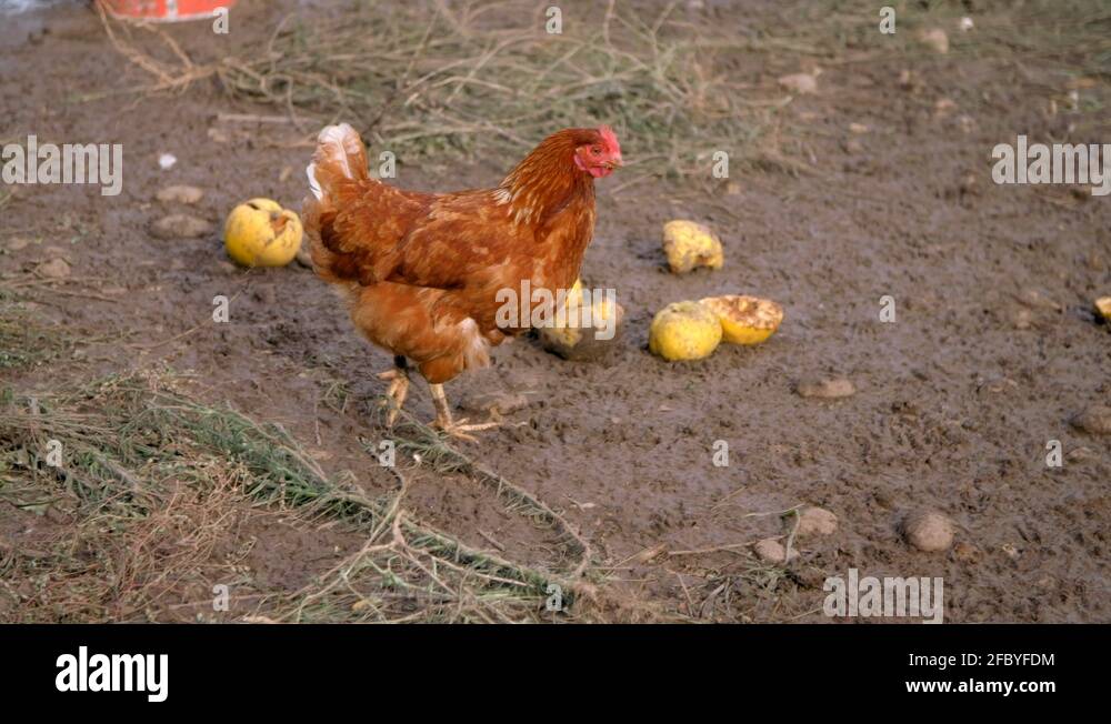 Organic farm chickens Stock Videos & Footage - HD and 4K Video Clips ...