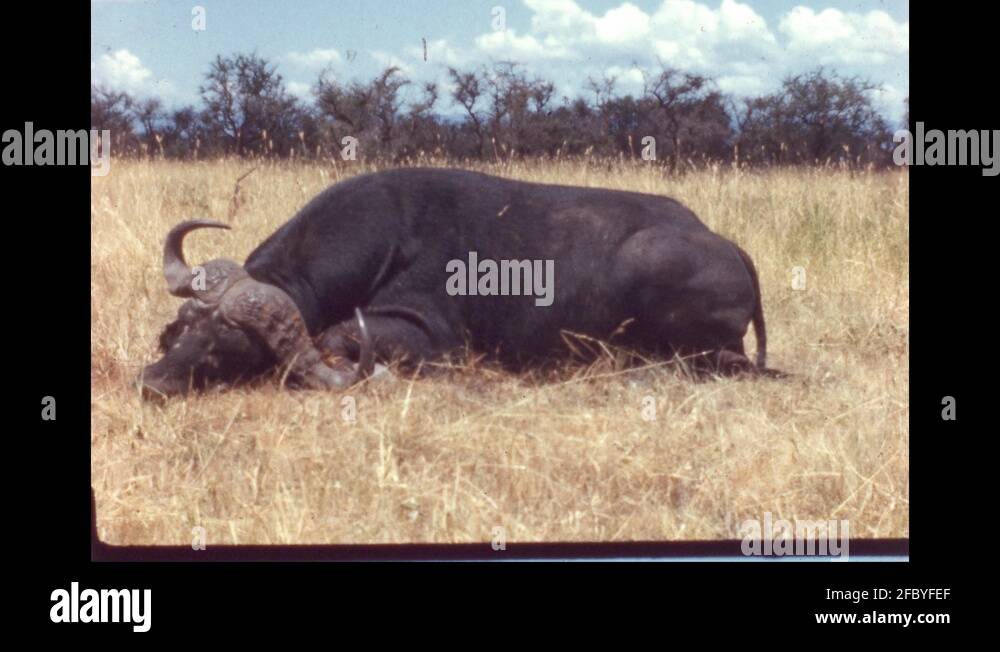 1960s: AFRICA: dead buffalo. Man with gun stands next to kill. Horns on ...