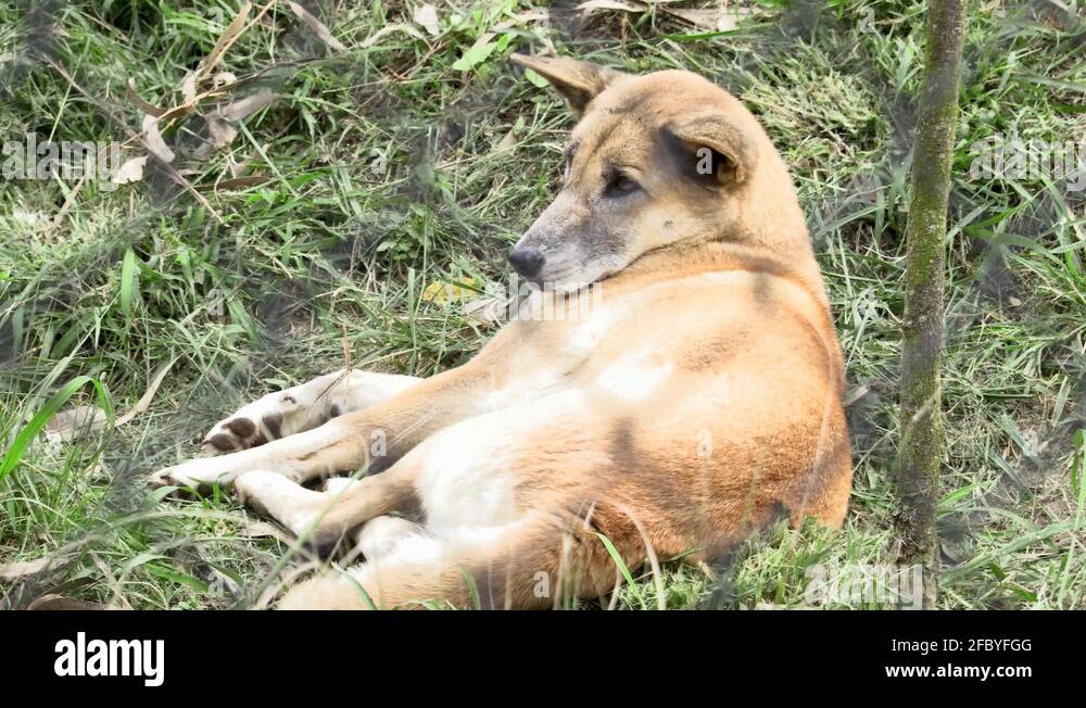 Australian native dog Stock Videos & Footage - HD and 4K Video Clips ...