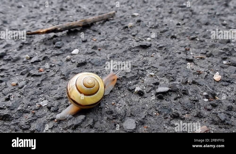 Structure of snail Stock Videos & Footage - HD and 4K Video Clips - Alamy
