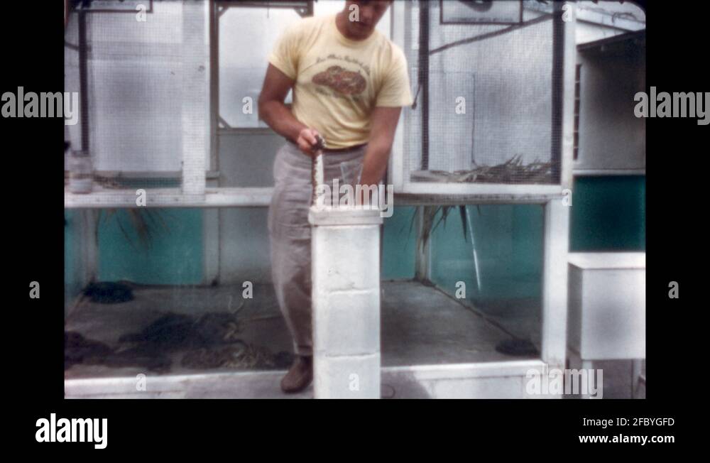 1950s: UNITED STATES: man picks up snake. Man puts snake fangs over ...