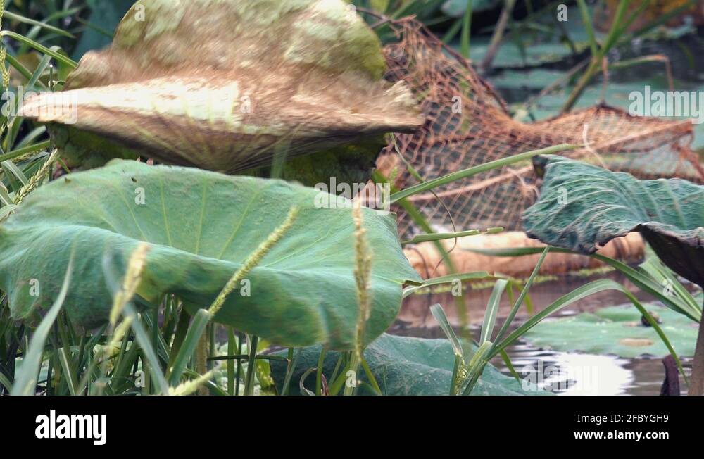 Fish green fish trap Stock Videos & Footage - HD and 4K Video Clips - Alamy