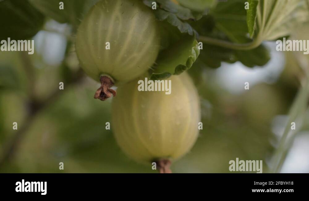 British gooseberry Stock Videos & Footage - HD and 4K Video Clips - Alamy