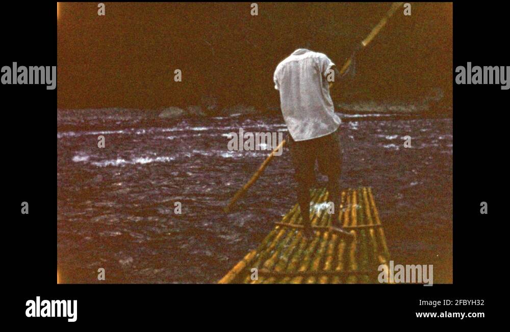 1950s: Jamaica. Jamaican man in white shirt and brown shorts steers ...