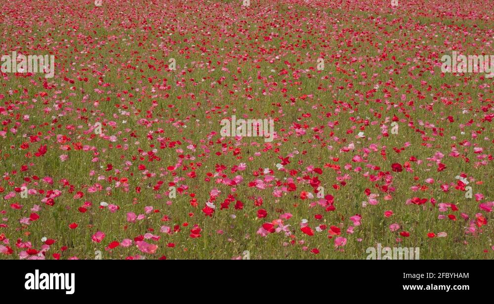 Flower filed Stock Videos & Footage - HD and 4K Video Clips - Alamy