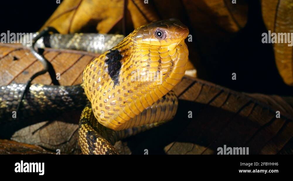 Yellow-bellied Puffing Snake (Spilotes sulphureus Stock Video Footage ...
