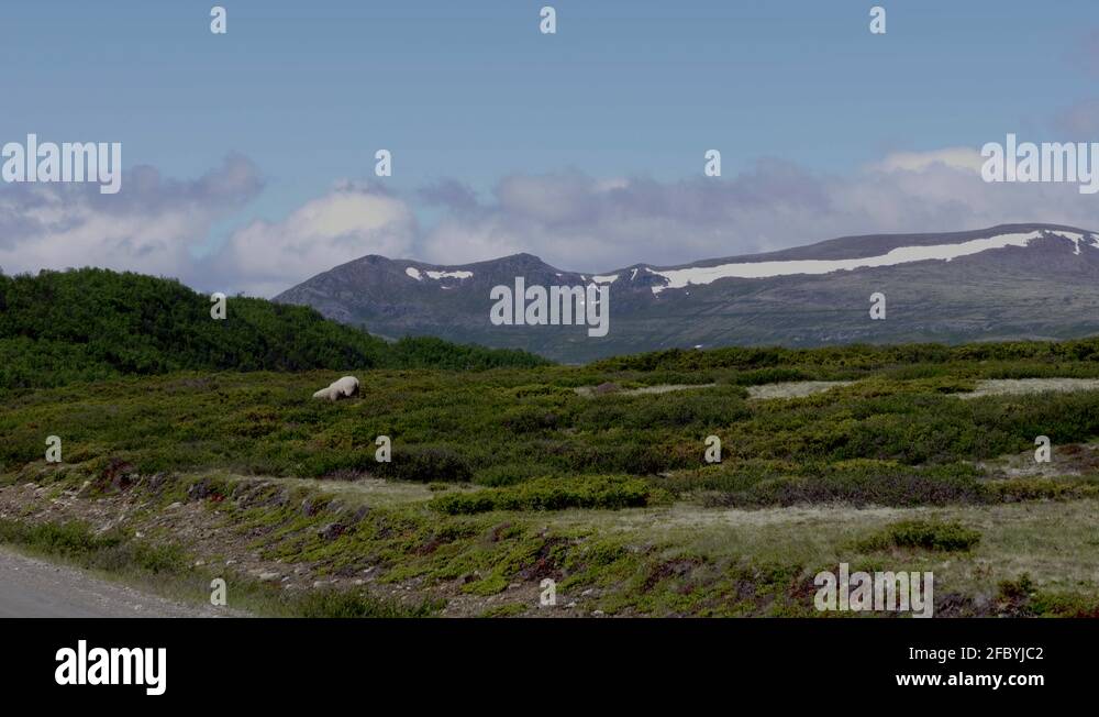 Breeding range Stock Videos & Footage - HD and 4K Video Clips - Alamy