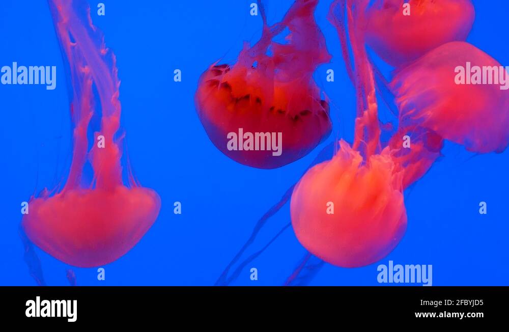 Red jellyfish with blue background Stock Videos & Footage - HD and 4K ...