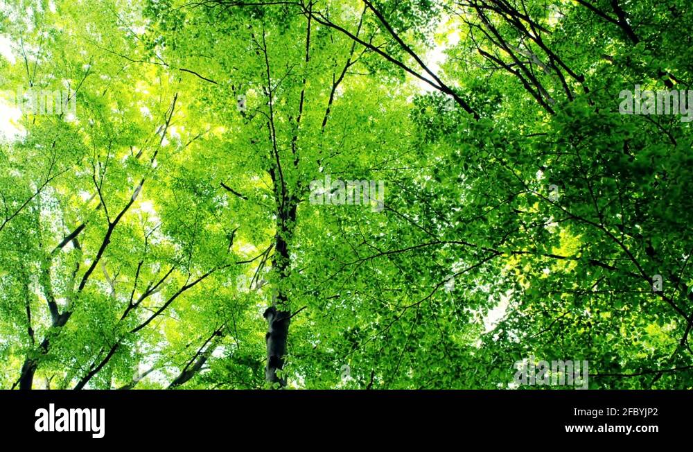 Forest treetops Stock Videos & Footage - HD and 4K Video Clips - Alamy