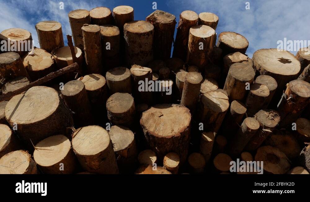 Stacked logs stack piles up wood pile woodpile Stock Videos & Footage ...