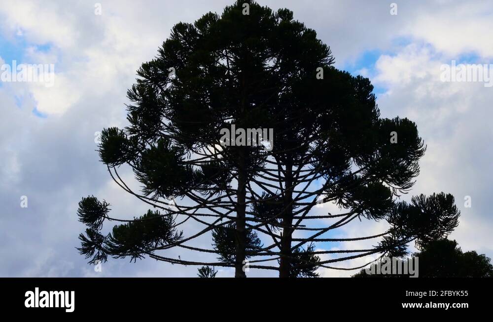 Araucaria trees trees Stock Videos & Footage - HD and 4K Video Clips ...