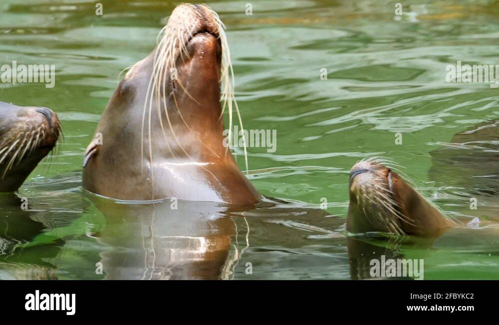 Mating seals Stock Videos & Footage - HD and 4K Video Clips - Alamy