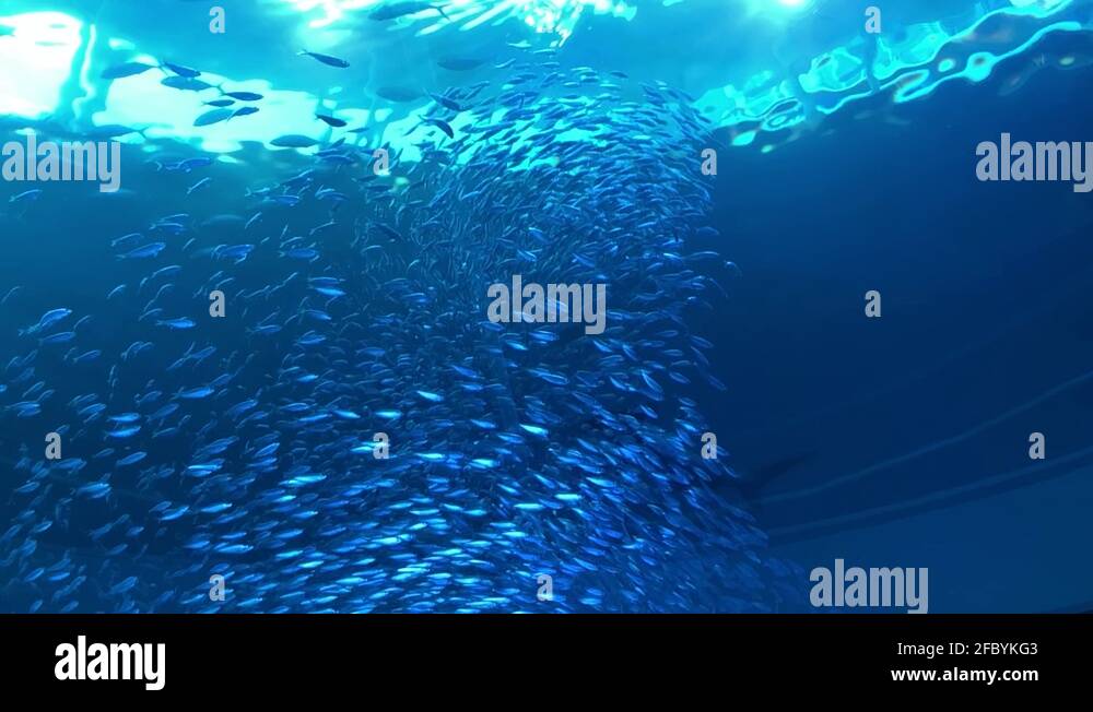 See through fish Stock Videos & Footage - HD and 4K Video Clips - Alamy