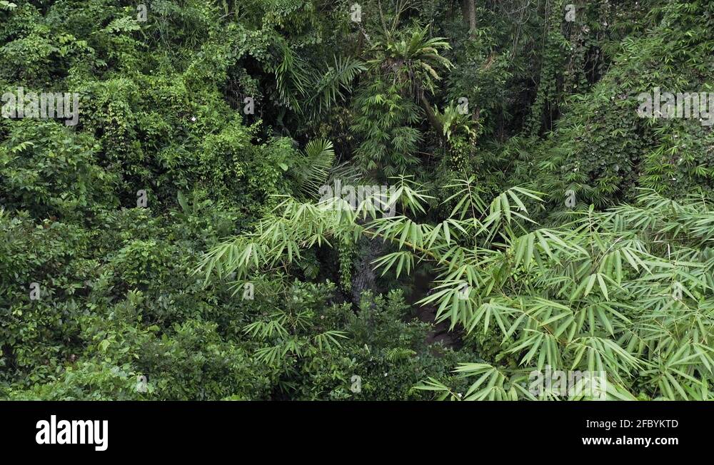 Tropical forest vines Stock Videos & Footage - HD and 4K Video Clips ...