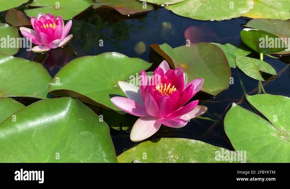 Lotus pads Stock Videos & Footage - HD and 4K Video Clips - Alamy