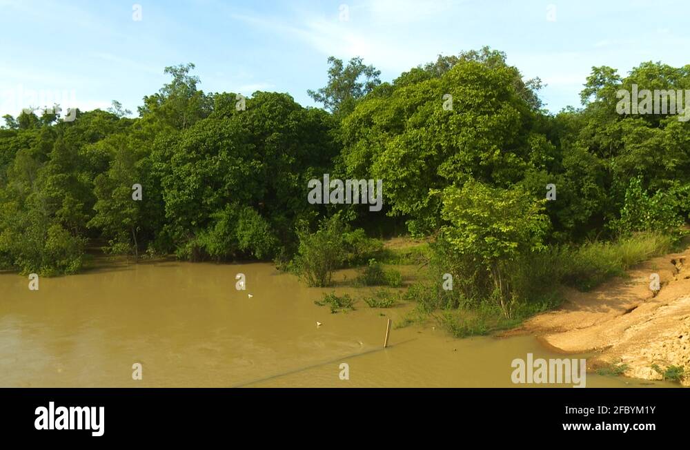 Horizontal pan, African river with muddy water sinking into the jungle ...