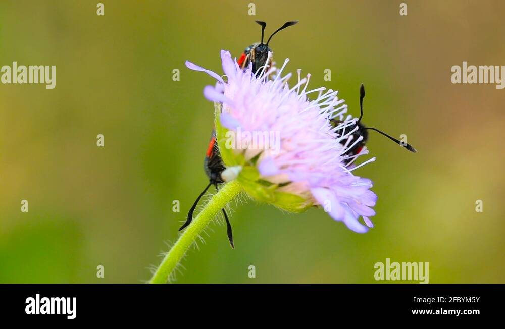 Peeking over edge Stock Videos & Footage - HD and 4K Video Clips - Alamy