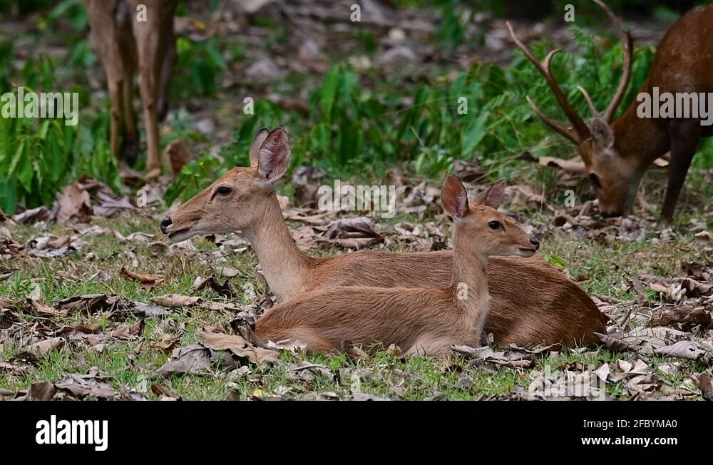 The Eld's Deer is an Endangered species due to habitat loss and hunting ...