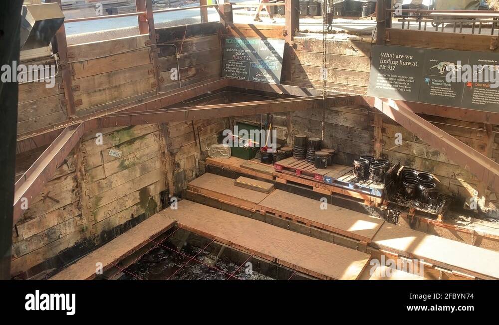 "Pit 91" at the La Brea Tar Pits & Museum, is one of the world's ...