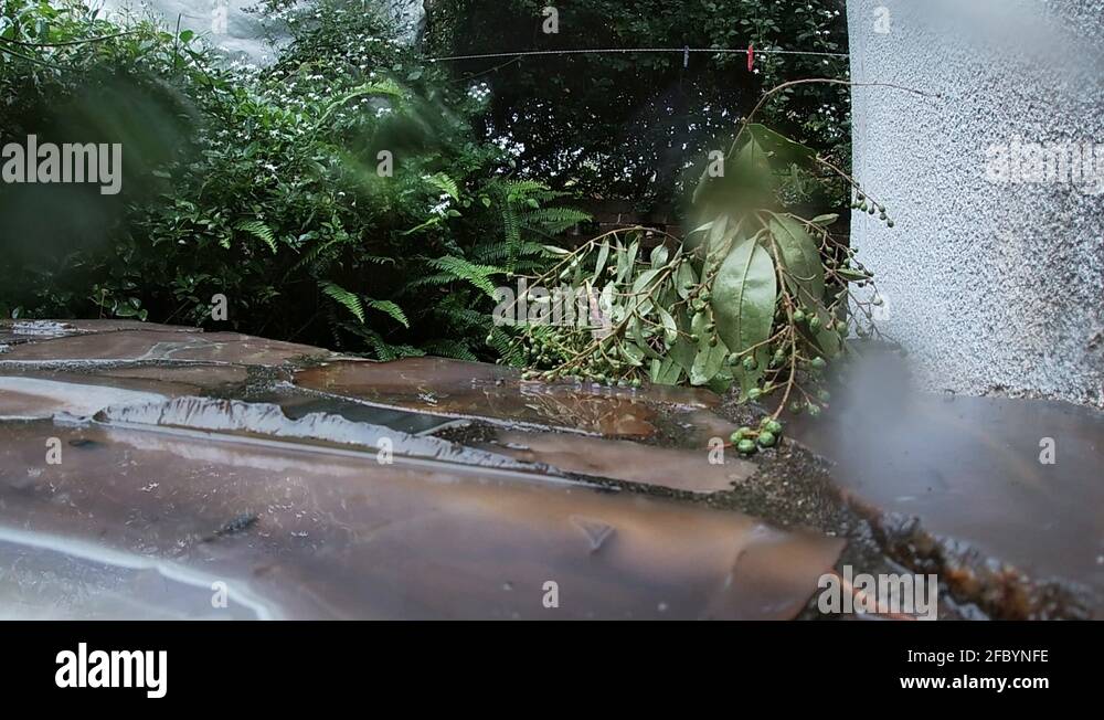 Ants hide Stock Videos & Footage - HD and 4K Video Clips - Alamy