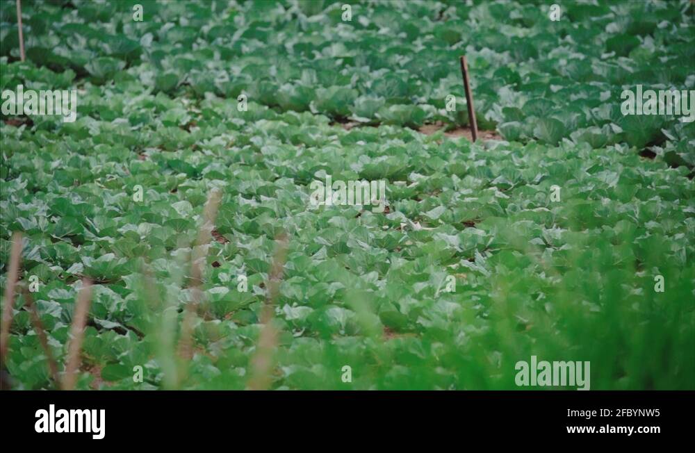 Crater field Stock Videos & Footage - HD and 4K Video Clips - Alamy