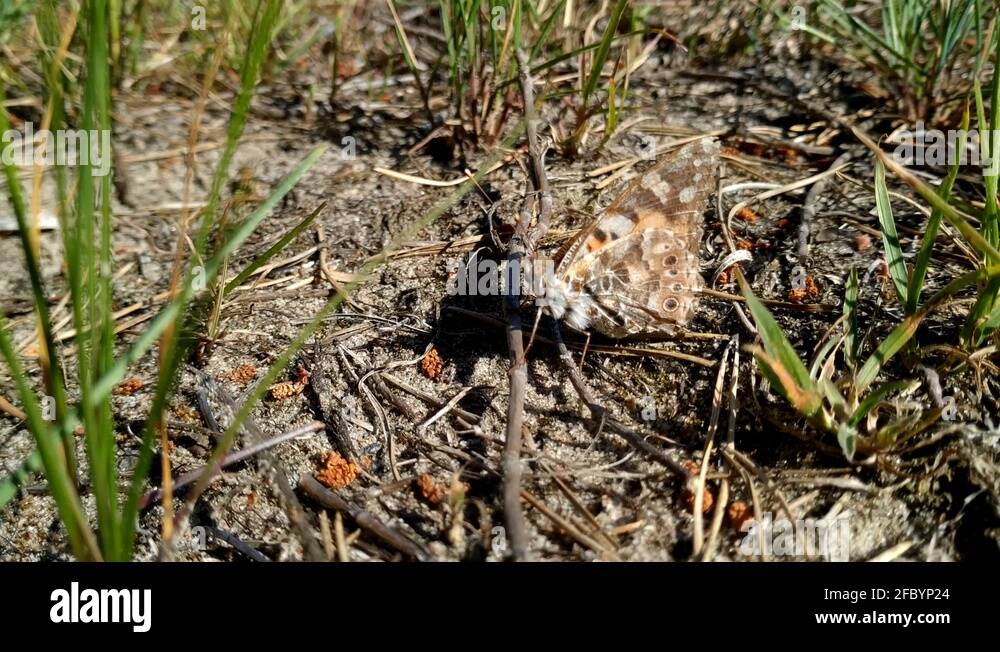 Nymphalidae species Stock Videos & Footage - HD and 4K Video Clips - Alamy