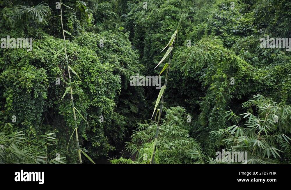 Bamboo forest aerial Stock Videos & Footage - HD and 4K Video Clips - Alamy