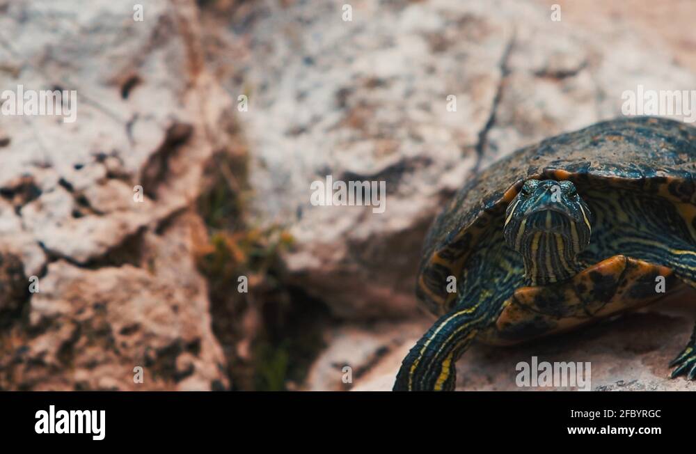 Tortoise shield Stock Videos & Footage - HD and 4K Video Clips - Alamy