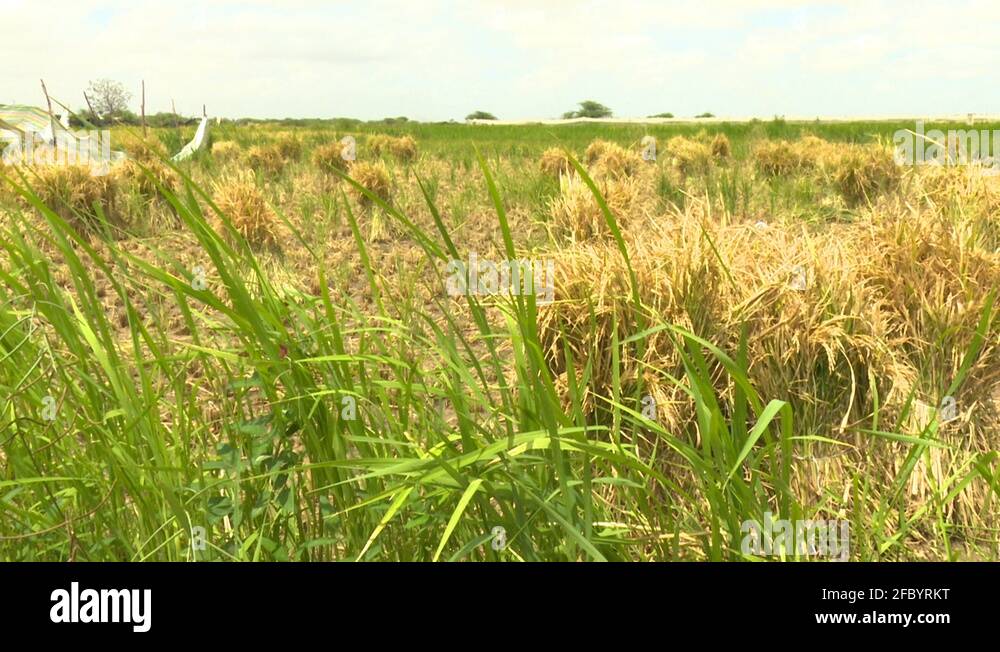 Sheaf of paddy Stock Videos & Footage - HD and 4K Video Clips - Alamy