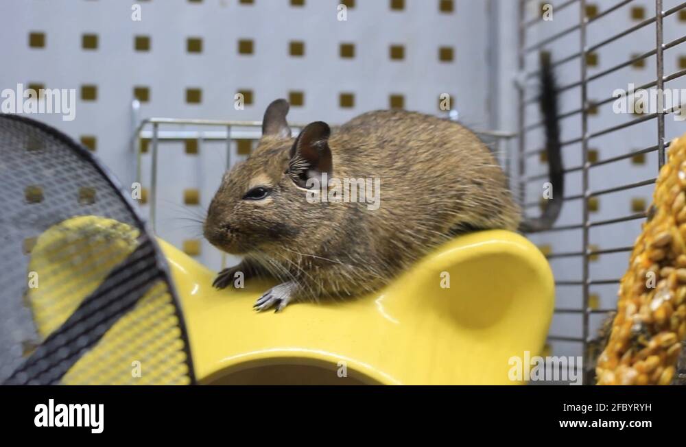 Common degus Stock Videos & Footage - HD and 4K Video Clips - Alamy