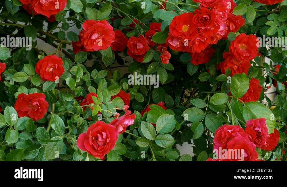 Collection red roses Stock Videos & Footage - HD and 4K Video Clips - Alamy