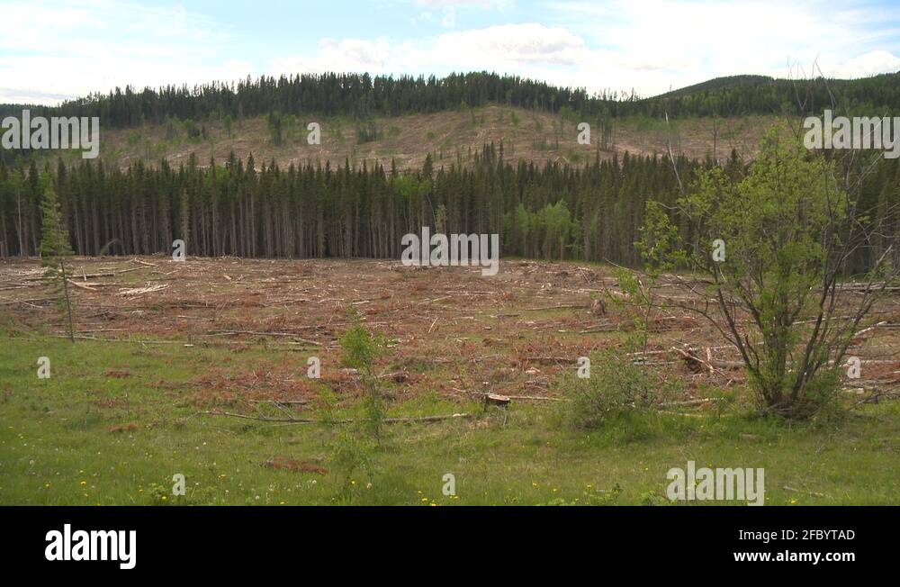 Cut forest Stock Videos & Footage - HD and 4K Video Clips - Alamy