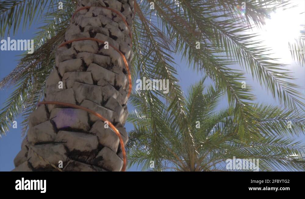 Antilles palm Stock Videos & Footage - HD and 4K Video Clips - Alamy