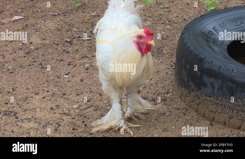White brahma chicken Stock Videos & Footage - HD and 4K Video Clips - Alamy