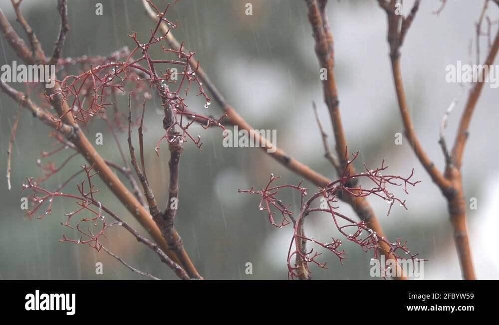 Tree precipitation Stock Videos & Footage - HD and 4K Video Clips - Alamy