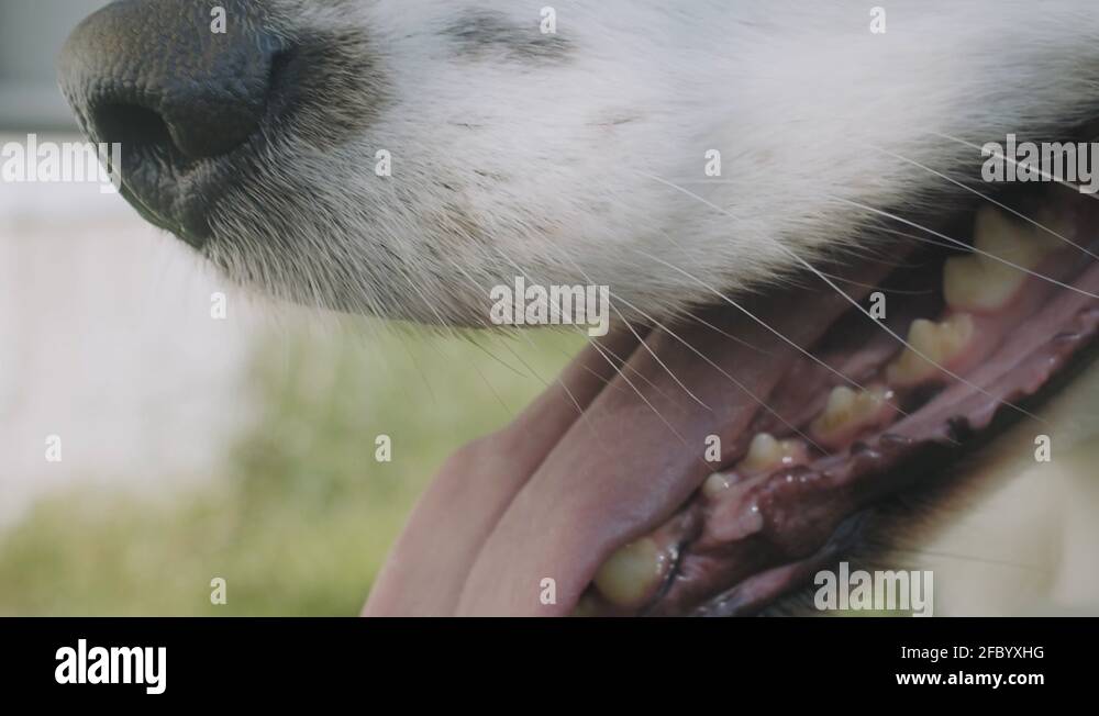 Tri dog Stock Videos & Footage - HD and 4K Video Clips - Alamy