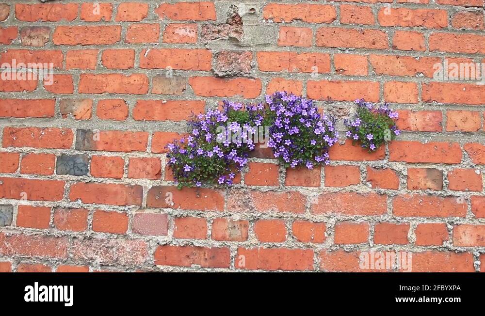 Purple red brick wall Stock Videos & Footage - HD and 4K Video Clips ...