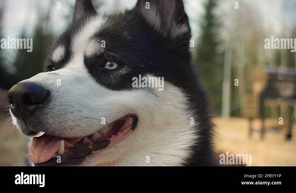 Pet husky Stock Videos & Footage - HD and 4K Video Clips - Alamy