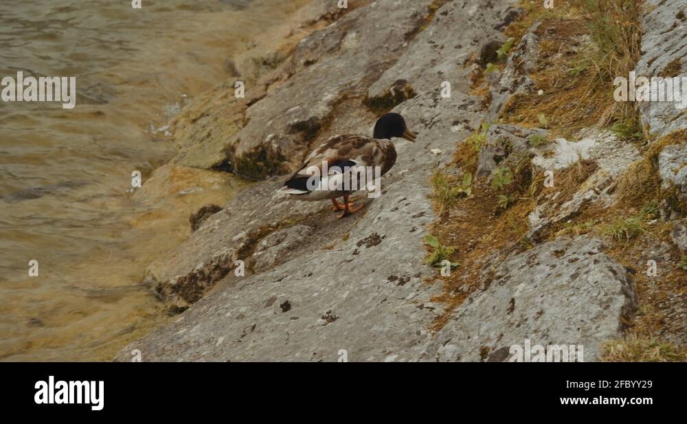 Hallstatt food Stock Videos & Footage - HD and 4K Video Clips - Alamy