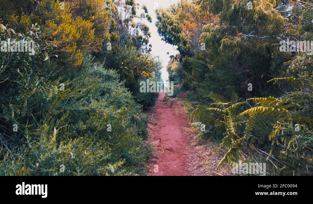 20 year old tree Stock Videos & Footage - HD and 4K Video Clips - Alamy