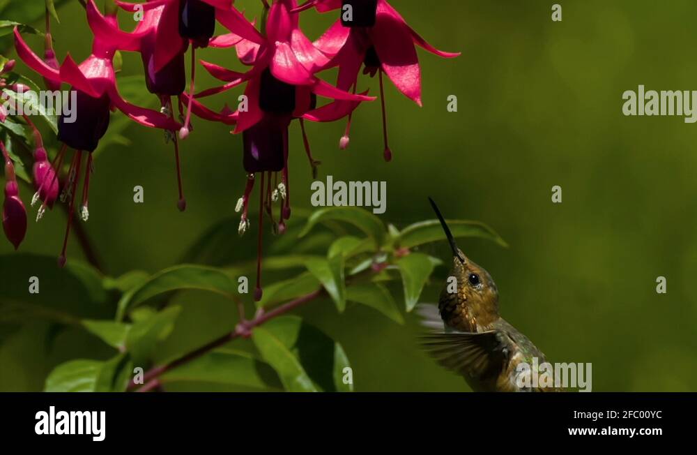 Hummingbird pollination flower Stock Videos & Footage - HD and 4K Video ...