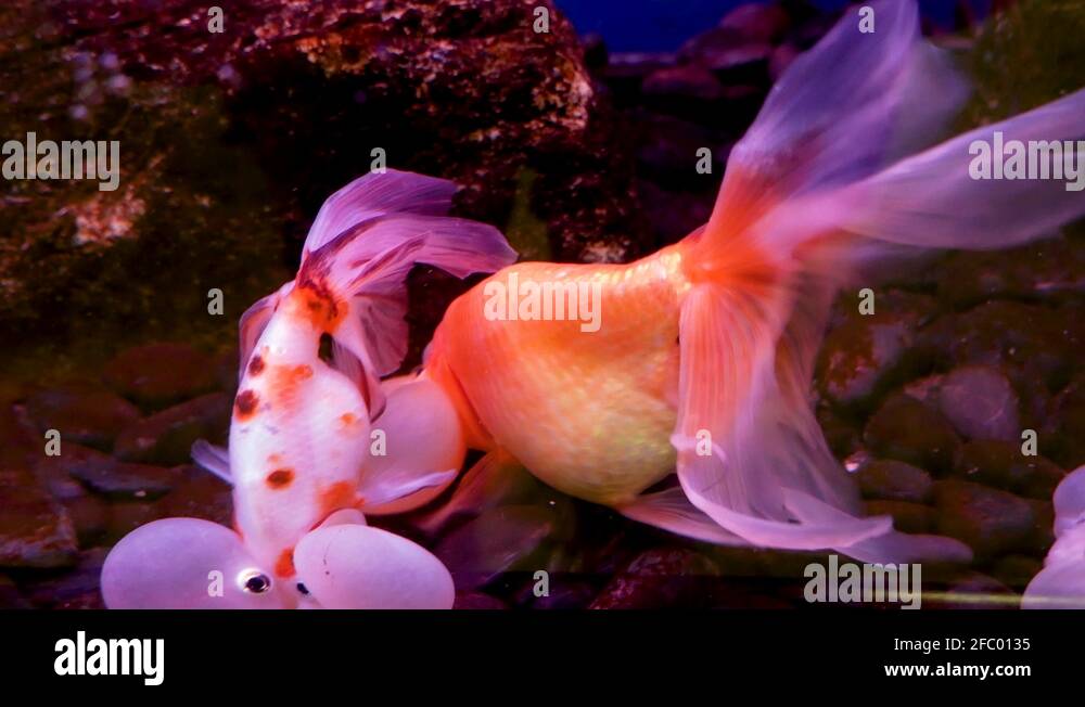 Bubble eye fish Stock Videos & Footage - HD and 4K Video Clips - Alamy