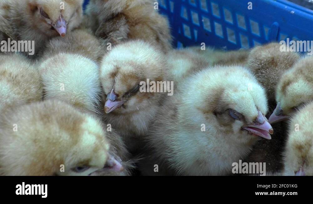 Cute chicks farm Stock Videos & Footage - HD and 4K Video Clips - Alamy